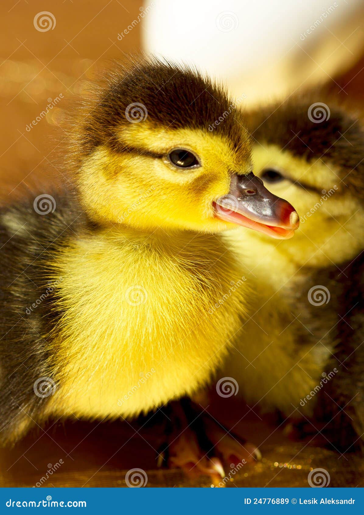 Small yellow duckling stock image. Image of feathers - 24776889