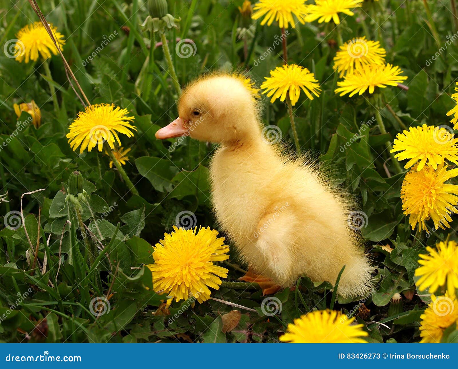 Small Yellow Duckling among Dandelions Stock Image - Image of duckling ...