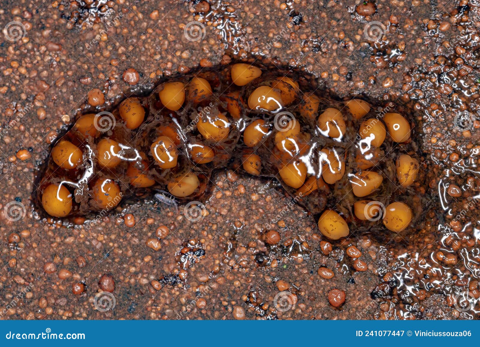 Small yellow eggs stock image. Image of eggs, insect - 241077447