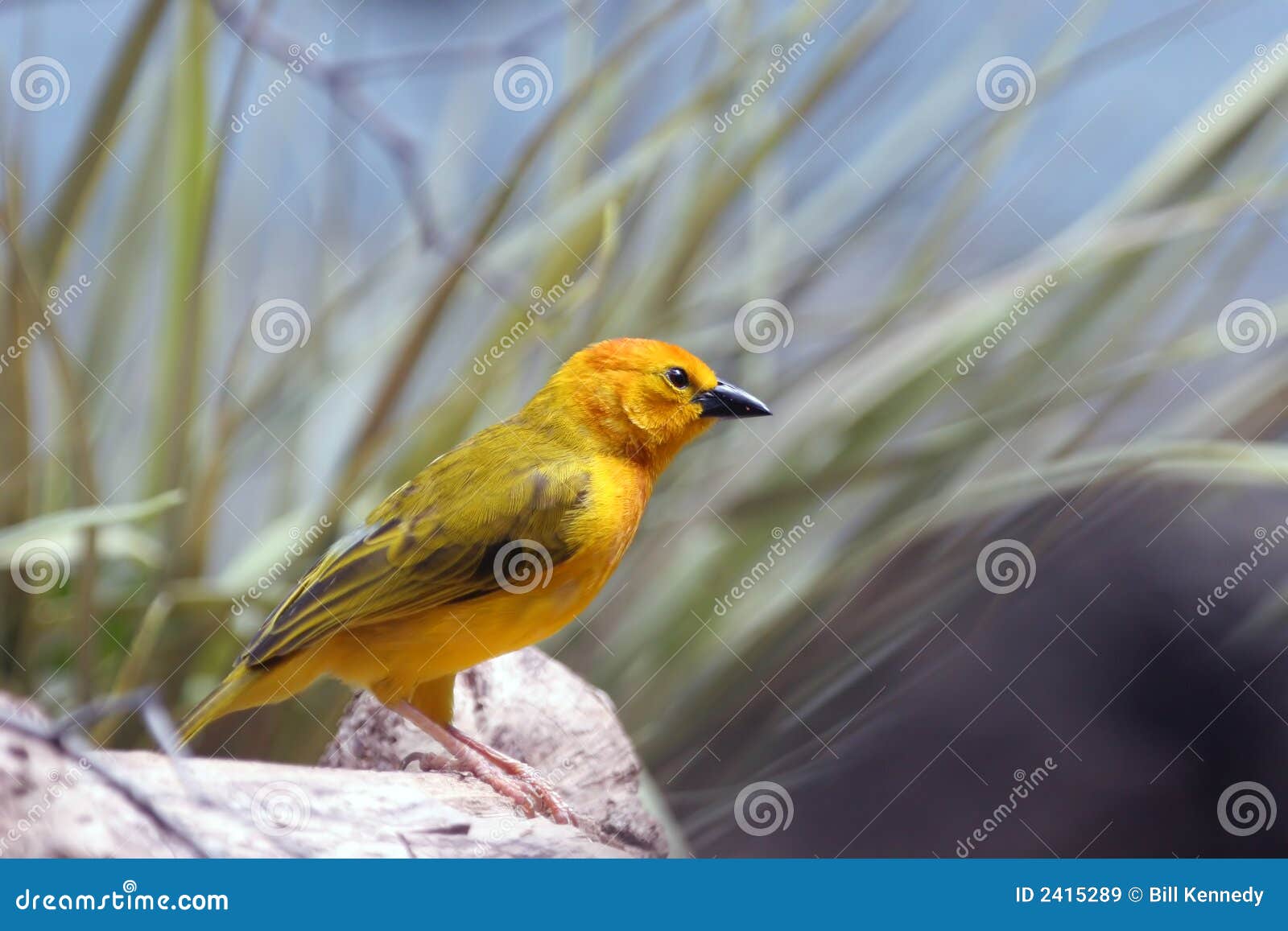 Small yellow finch stock image. Image of perch, birds - 2415289