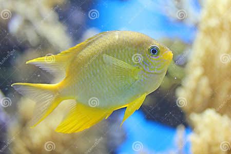 Small yellow fish stock image. Image of creature, beautiful - 18489443
