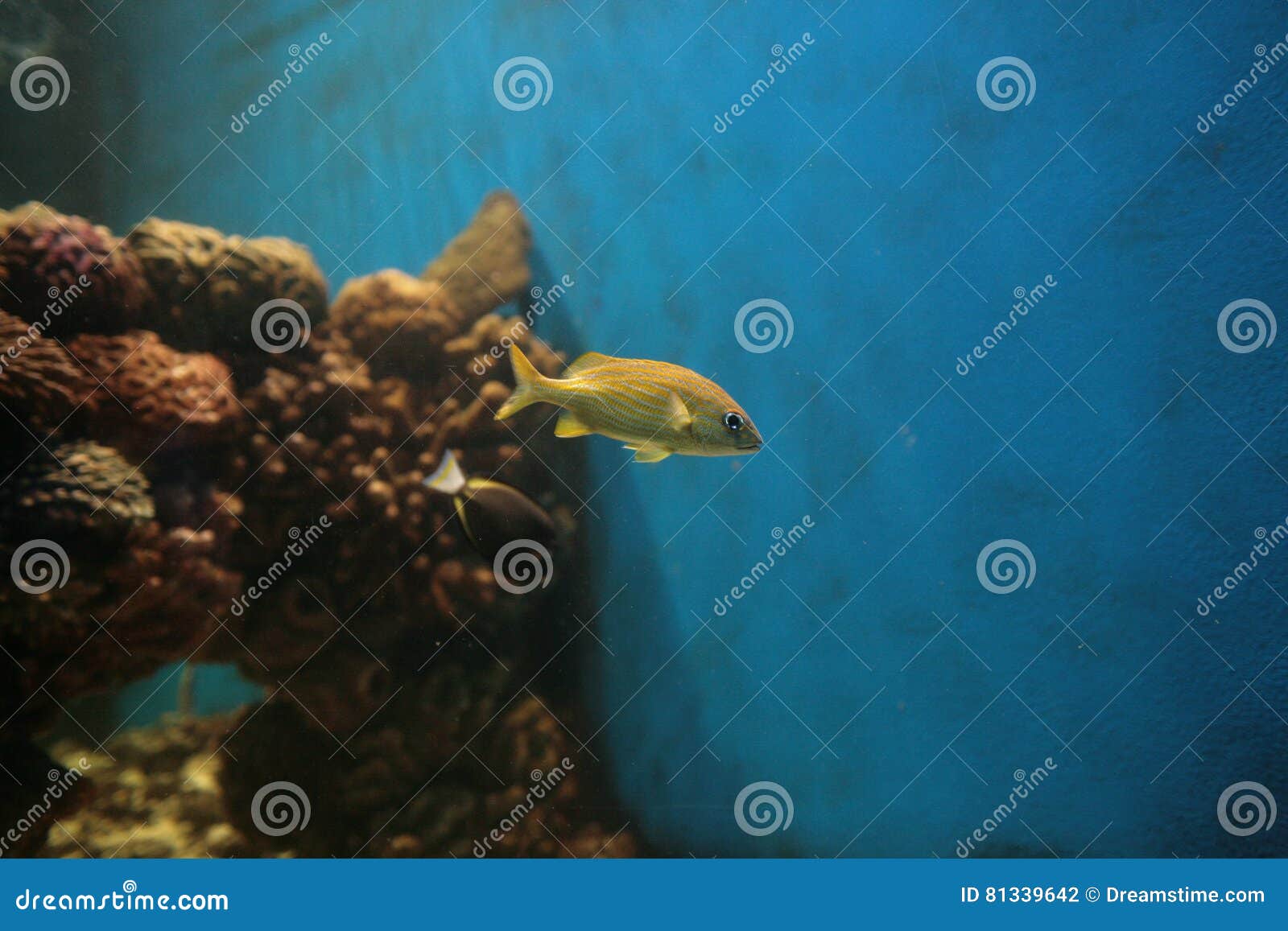 Small yellow fish stock photo. Image of fish, water, decorative - 81339642