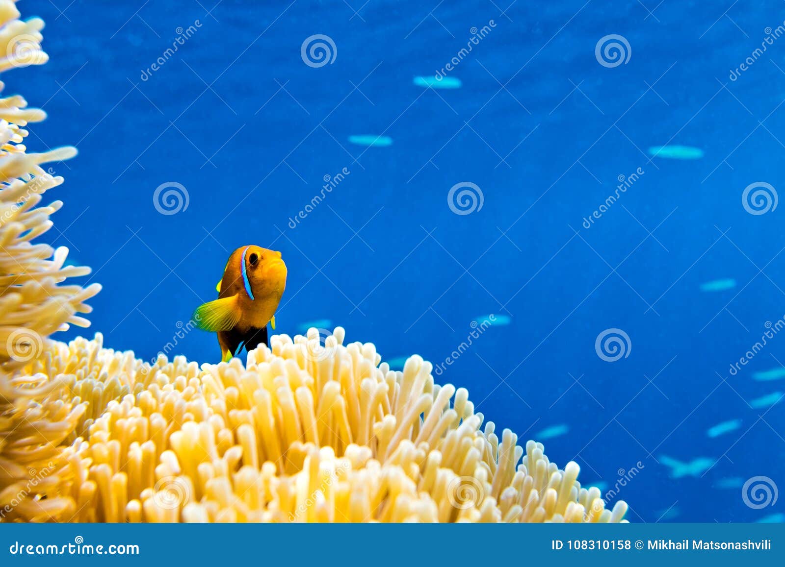 Small fish in an ocean stock photo. Image of scuba, marine - 108310158