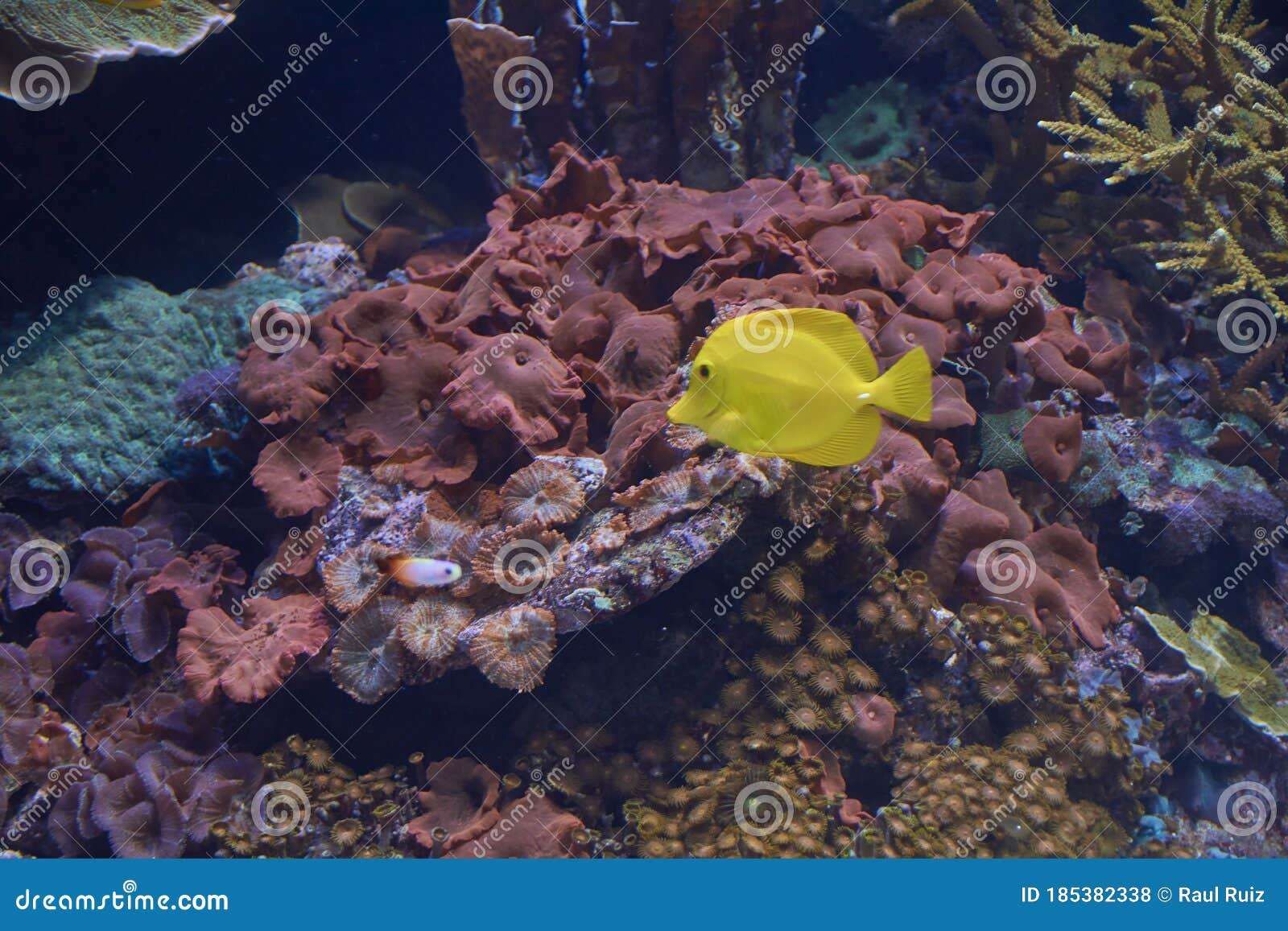Small Yellow Fish in the Ocean Stock Photo - Image of cyanogen, scuba ...