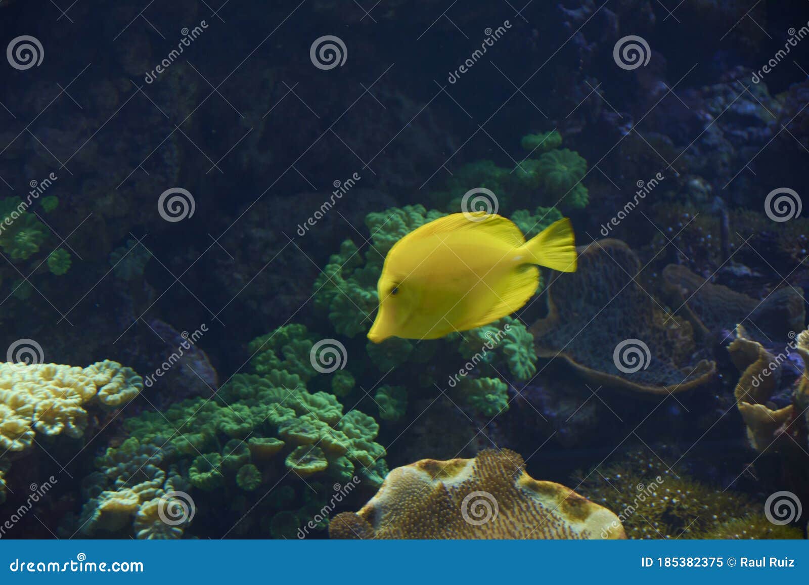 Small Yellow Fish in the Ocean Stock Image - Image of capon ...