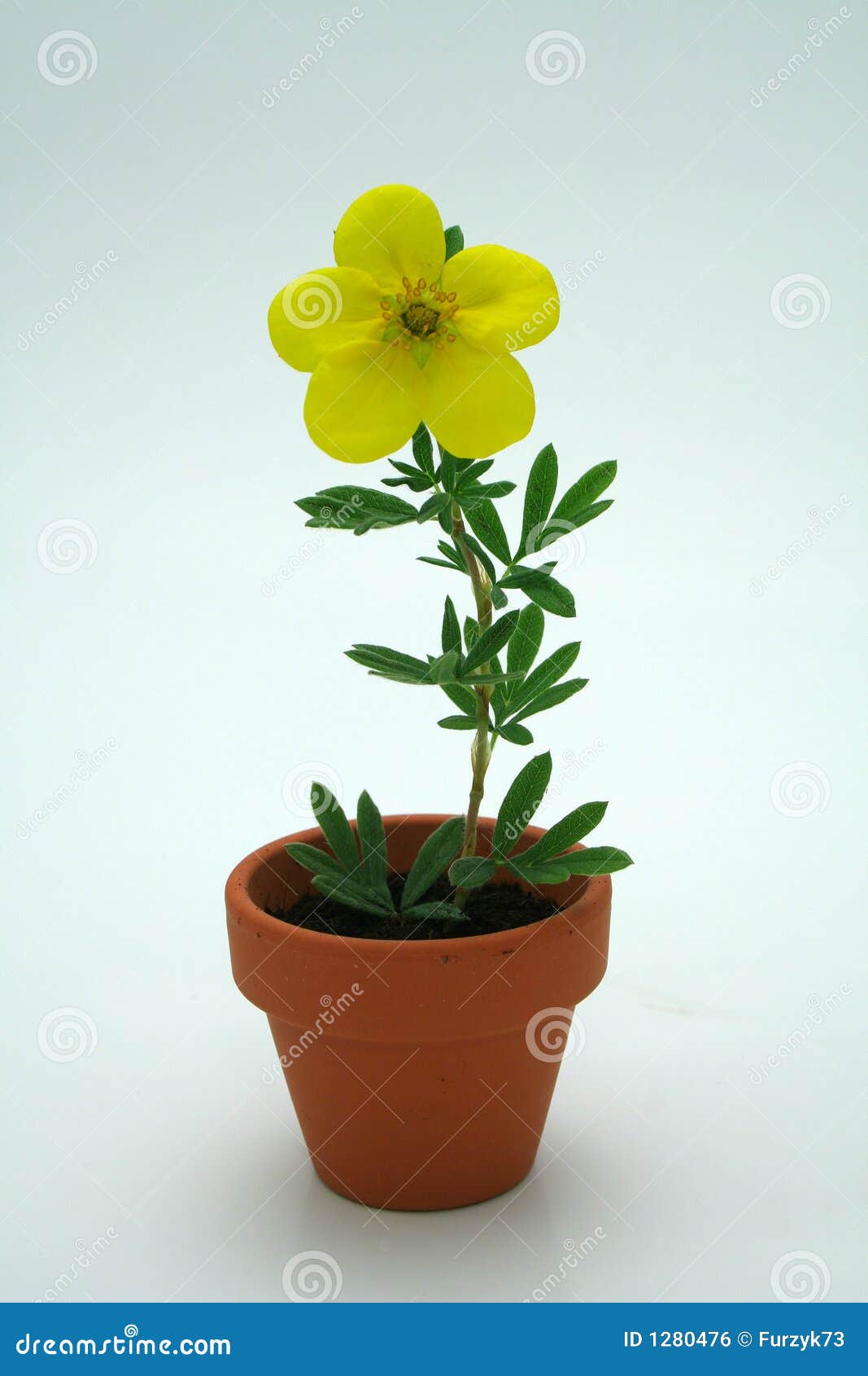 Small yellow flower stock photo. Image of exotic, nature - 1280476