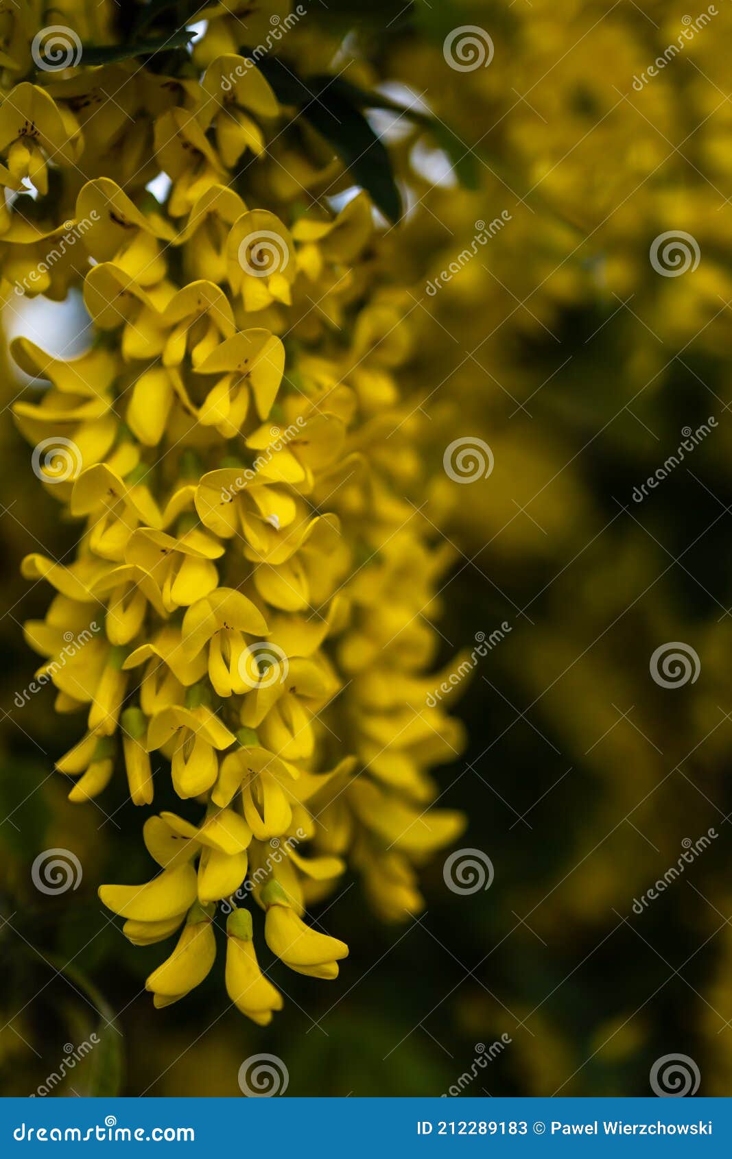 Small Yellow Flower on Branch of Small Bush Stock Image - Image of park ...