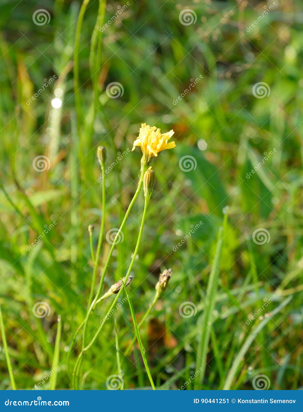 Small yellow flower. stock image. Image of park, meadow - 90441251