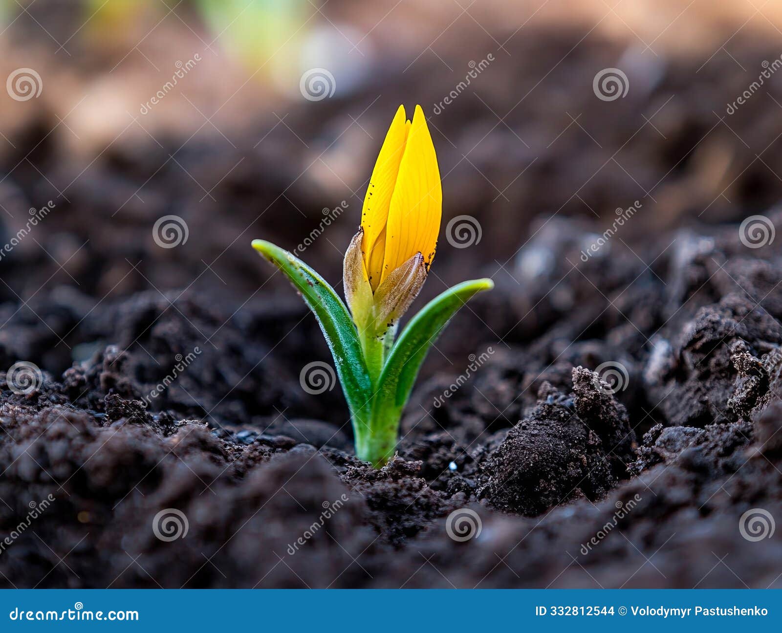 A Small Yellow Flower Growing Out of the Ground Stock Photo - Image of ...