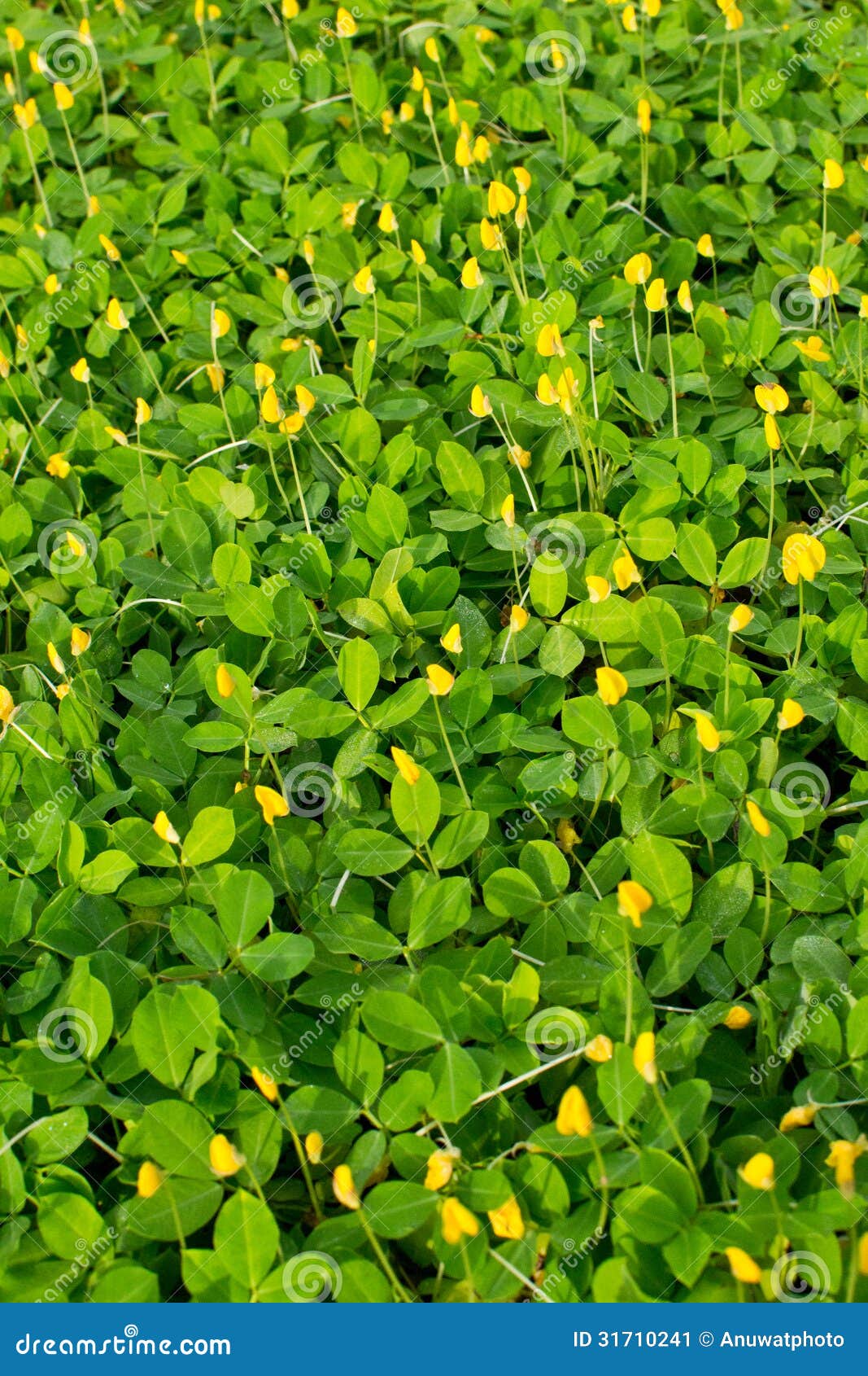 Small Yellow Flower Pinto Peanut Plant Stock Image - Image of ground ...