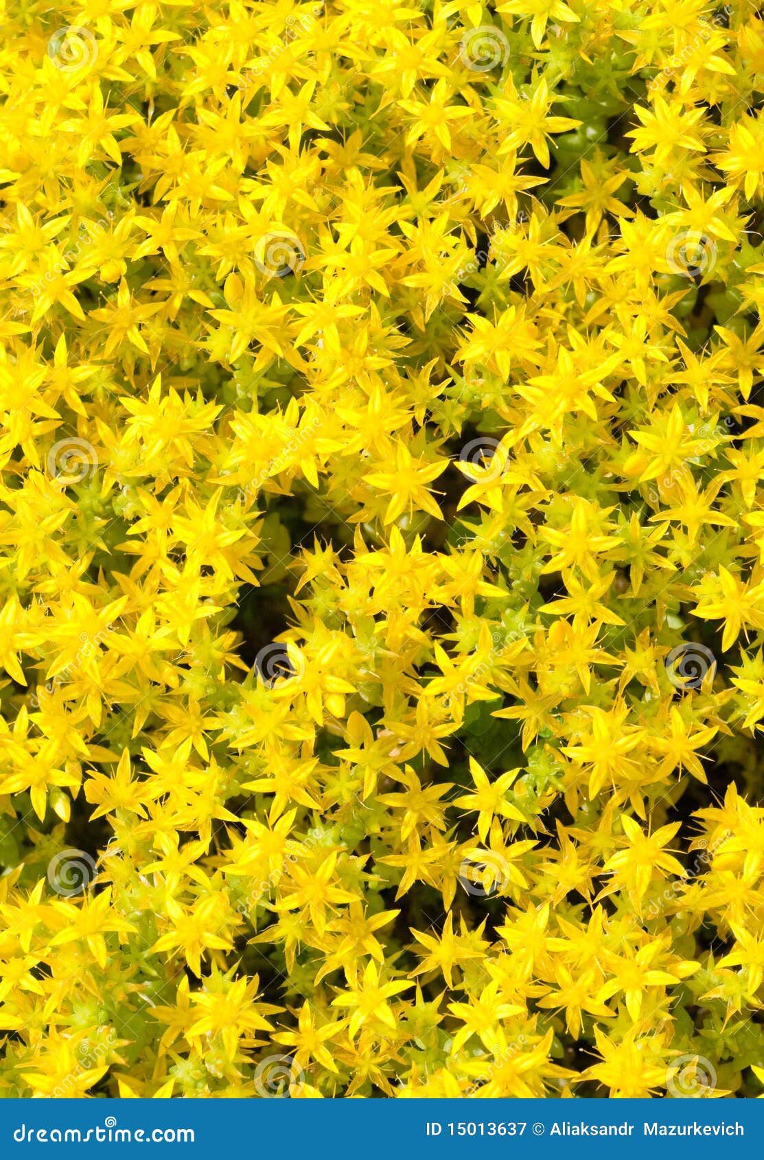 Small yellow flowers stock image. Image of green, bouquet - 15013637