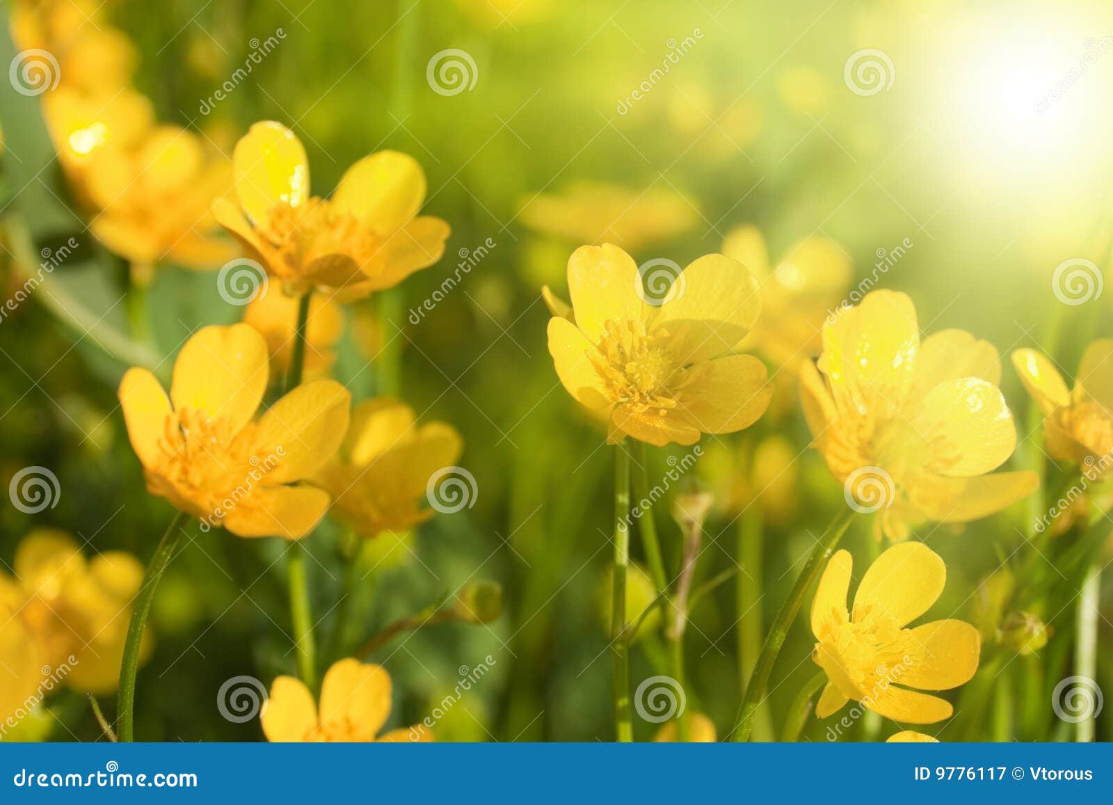 Small yellow flowers stock image. Image of flora, meadow - 9776117
