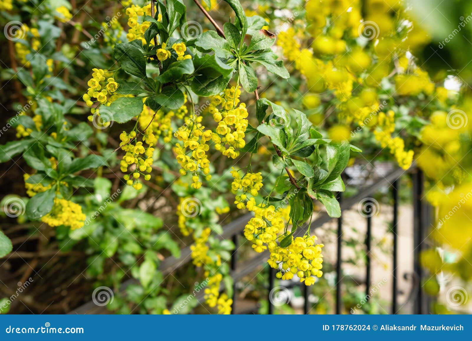 Small Yellow Flowers on Bush in Spring Stock Photo - Image of bunch ...
