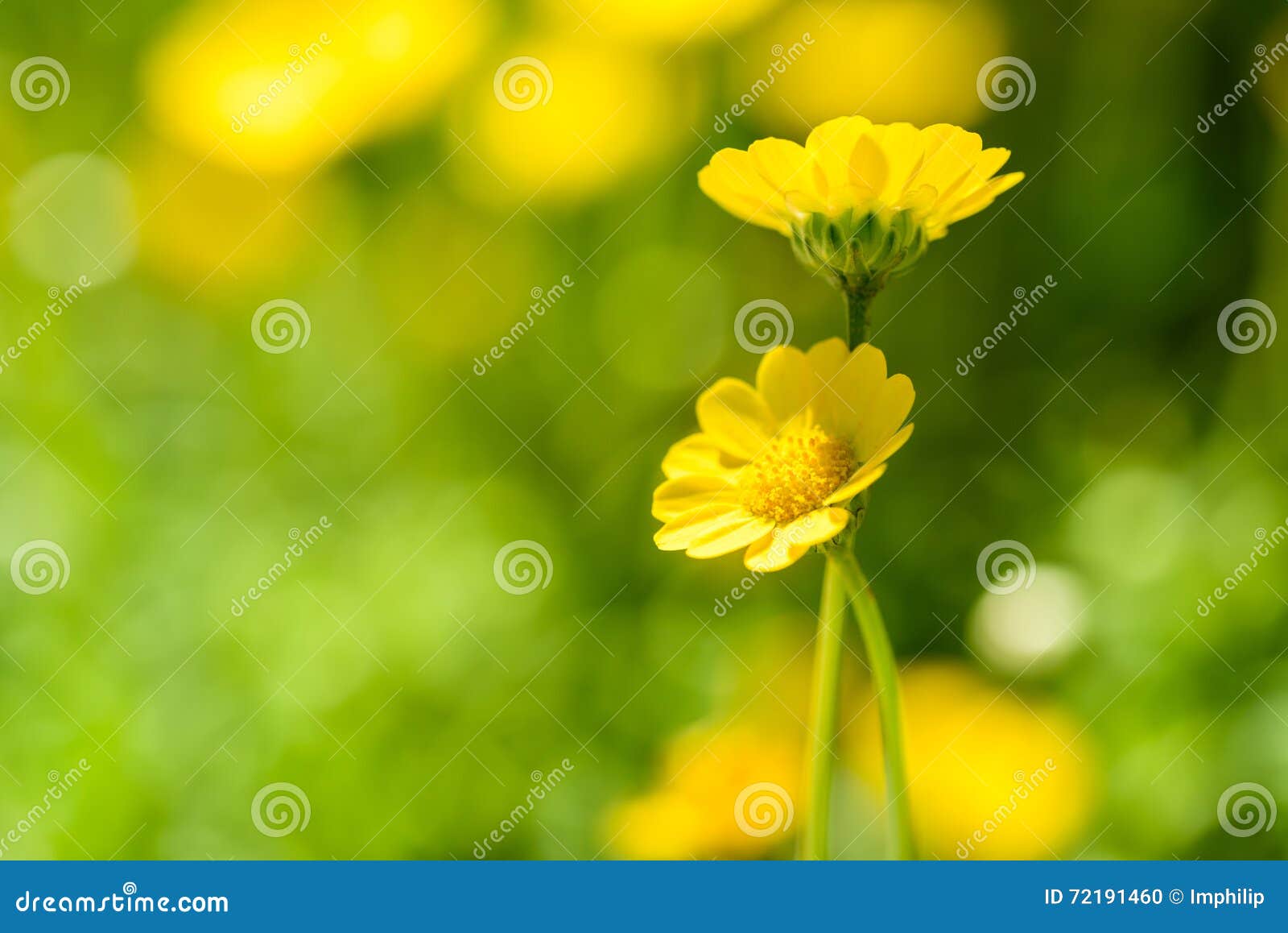 Small yellow flowers stock photo. Image of bloom, background - 72191460
