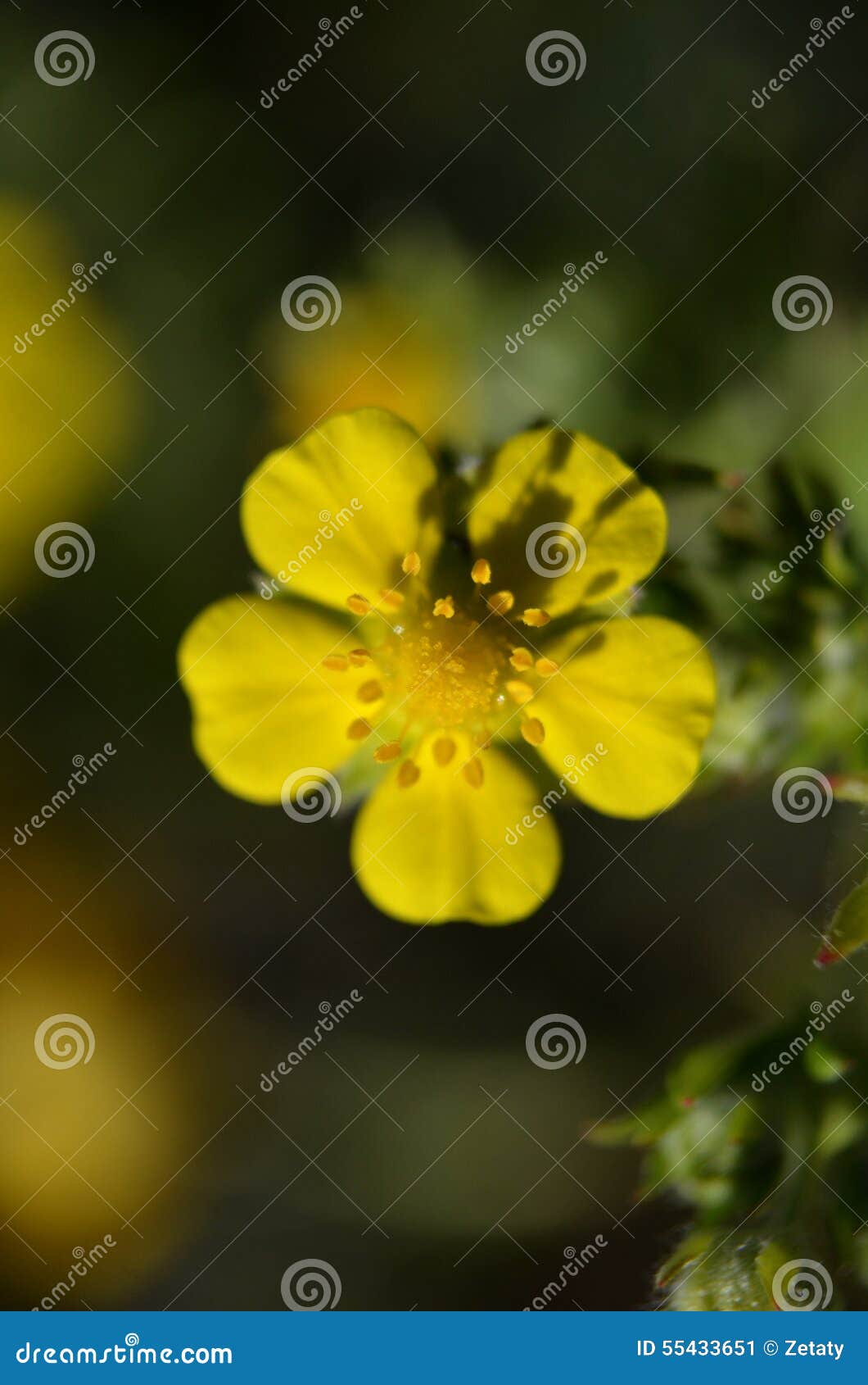 Small yellow flowers stock image. Image of leafy, botany - 55433651