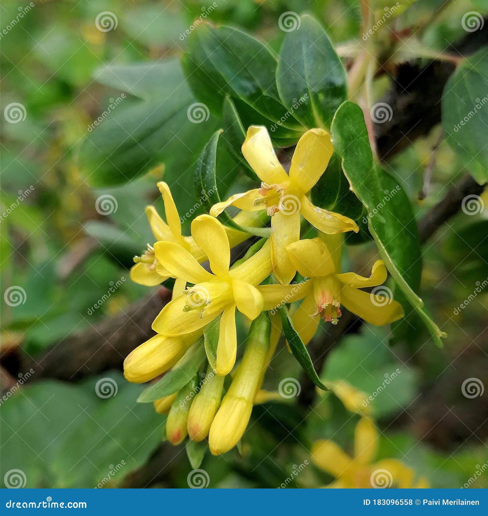 Small Yellow Flowers in the Garden Stock Photo - Image of branch ...
