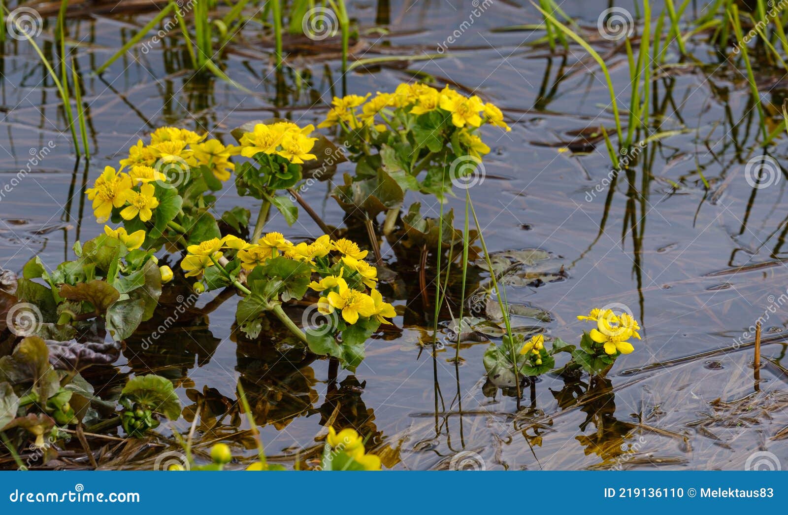 Small Yellow Flowers and Green Grass in the Swamp Stock Photo - Image ...