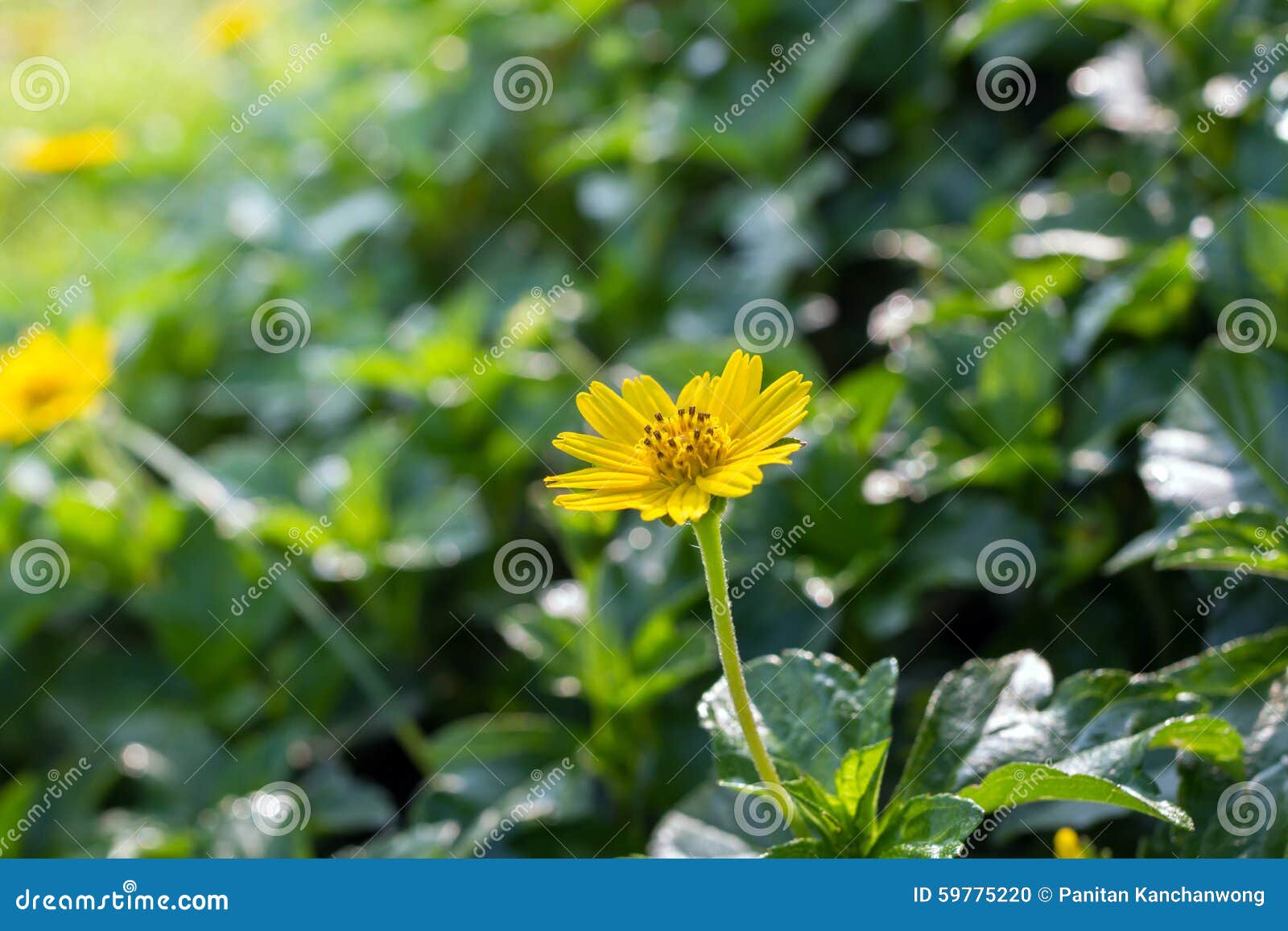 Small Yellow Flowers in the Morning Stock Photo - Image of beautiful ...