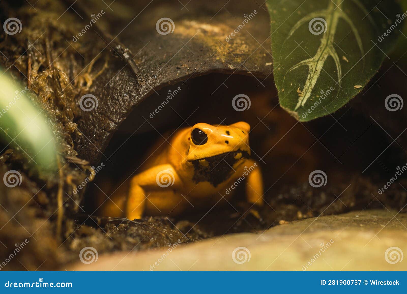 A Small Yellow Frog Sitting Inside a Cave in the Jungle Stock Image ...
