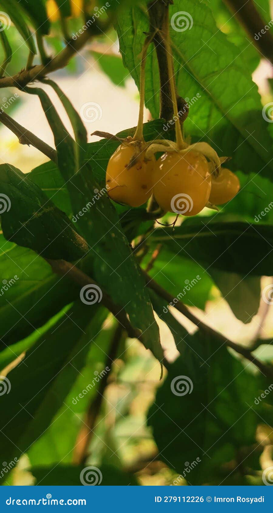 This Small Yellow Fruit is the Fruit of the Shaved Tree, it Tastes Sour ...