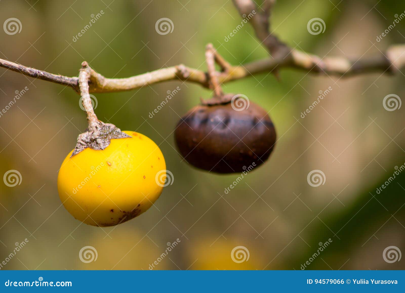 Small yellow fruit on tree stock photo. Image of health - 94579066