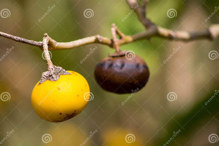 Small yellow fruit on tree stock photo. Image of health - 94579066