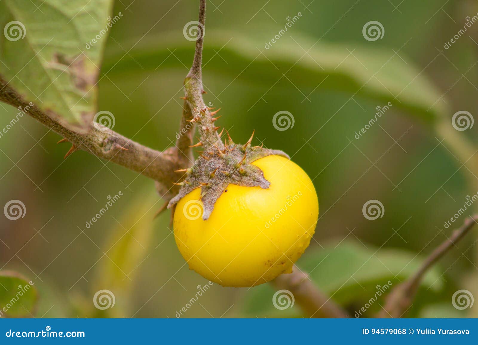 Small yellow fruit on tree stock photo. Image of asia - 94579068