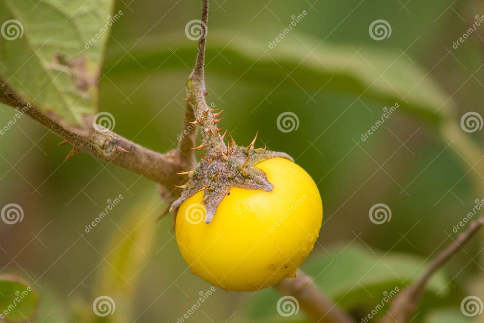 Small yellow fruit on tree stock photo. Image of asia - 94579068