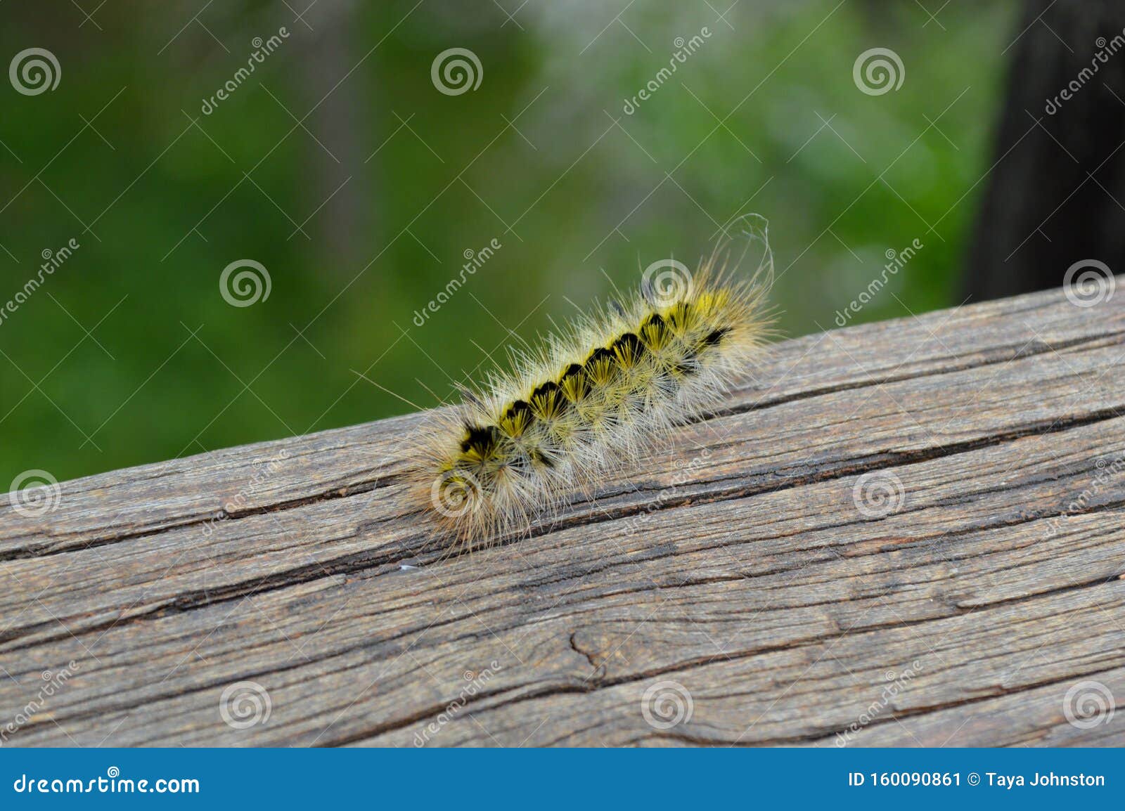 Caterpillar Moving Forward On Field Of White Royalty-Free Stock Image ...