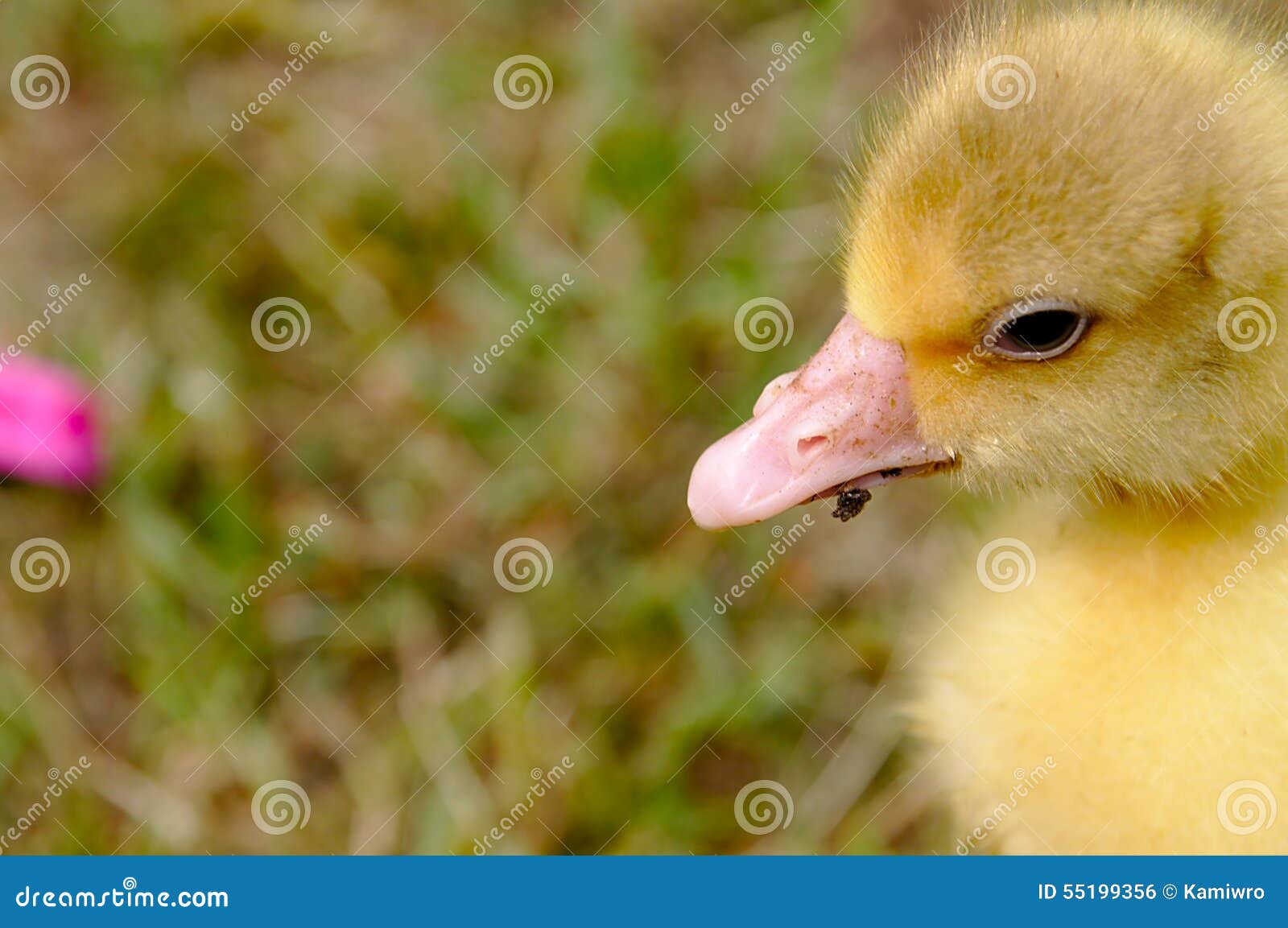 The Small Yellow Goose on the Grass. Stock Photo - Image of bird, group ...