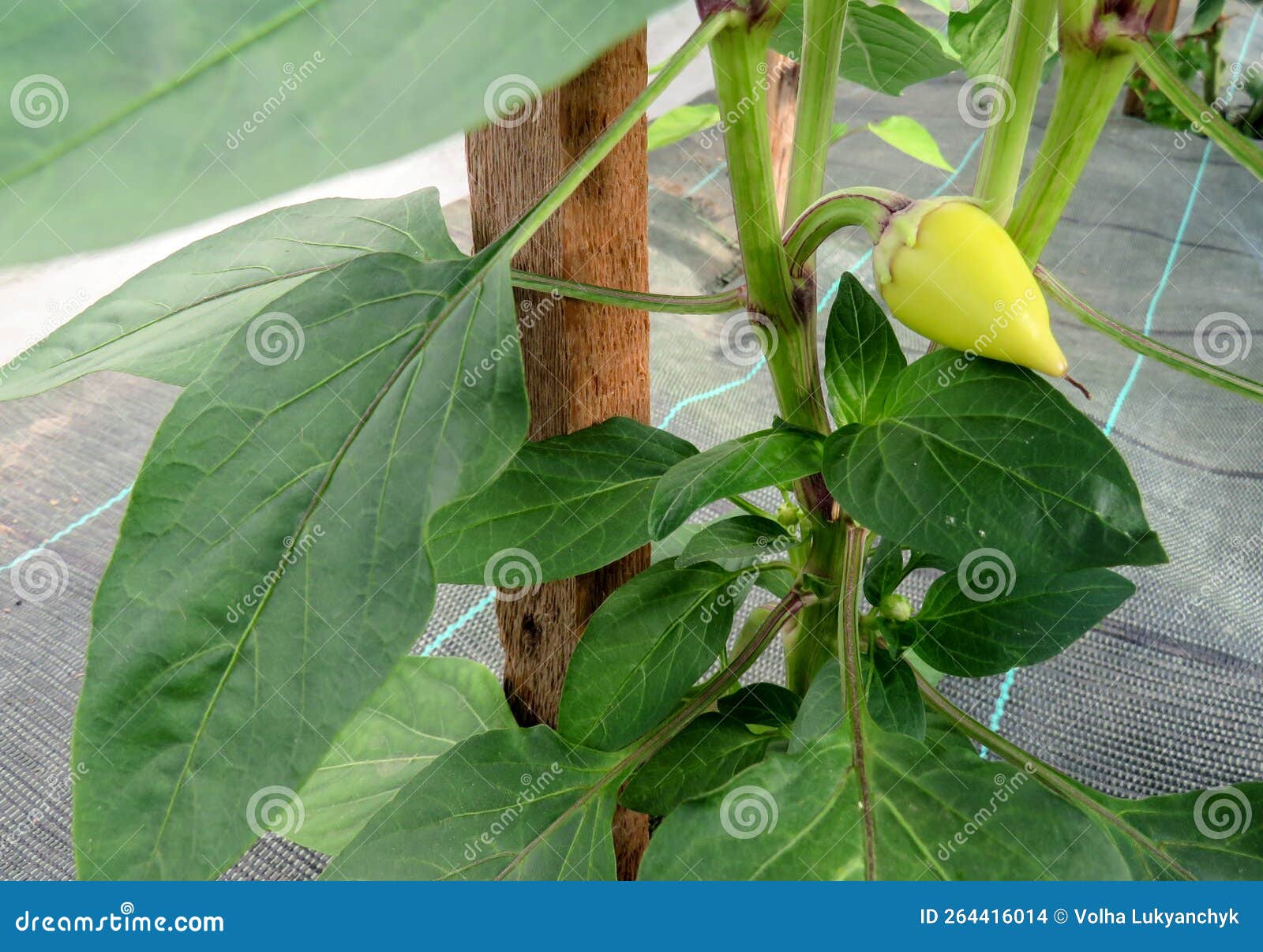 A Small Yellow Growing Pepper Stock Photo - Image of fresh, growing ...
