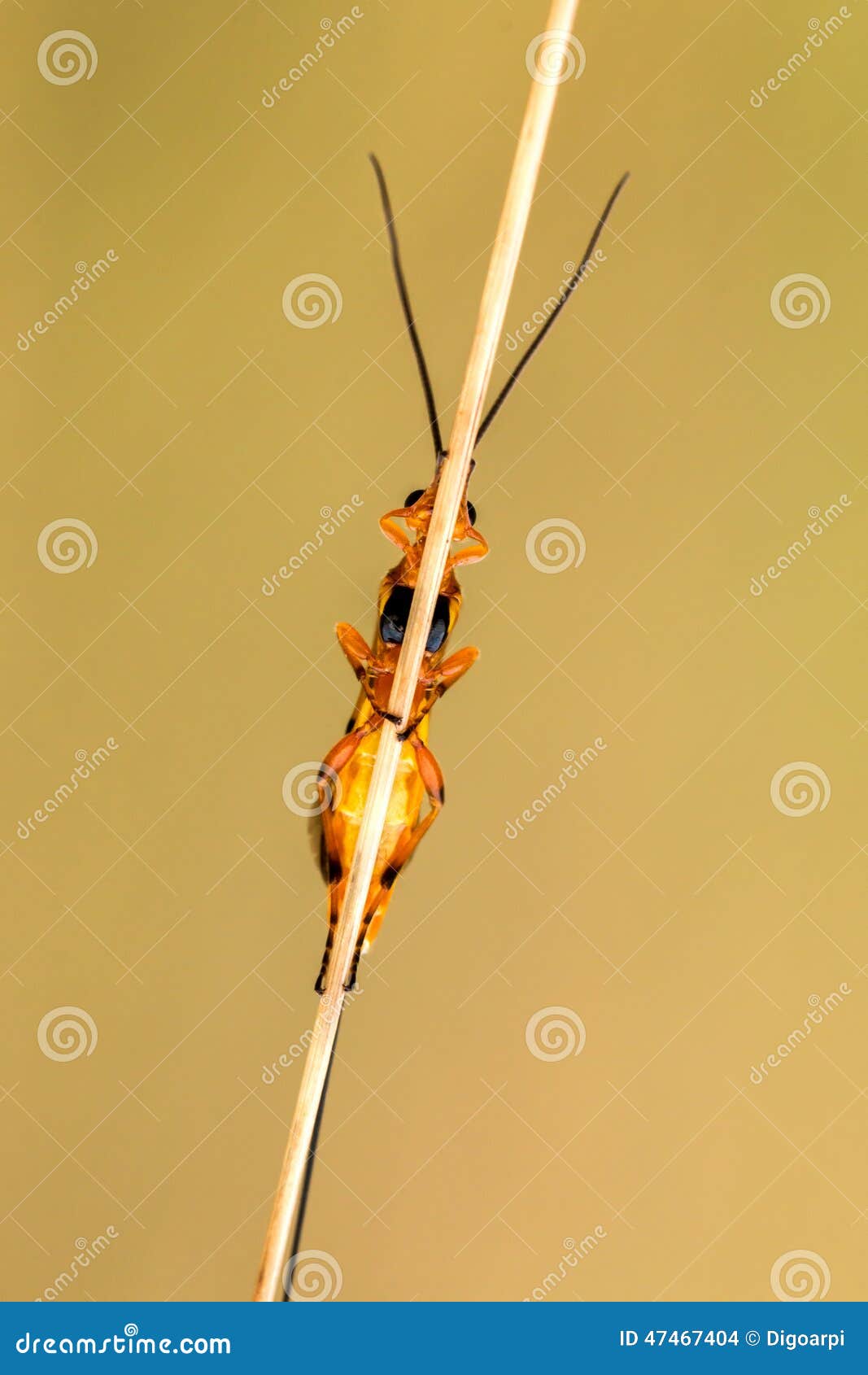 Small yellow insect stock photo. Image of nature, outdoors - 47467404