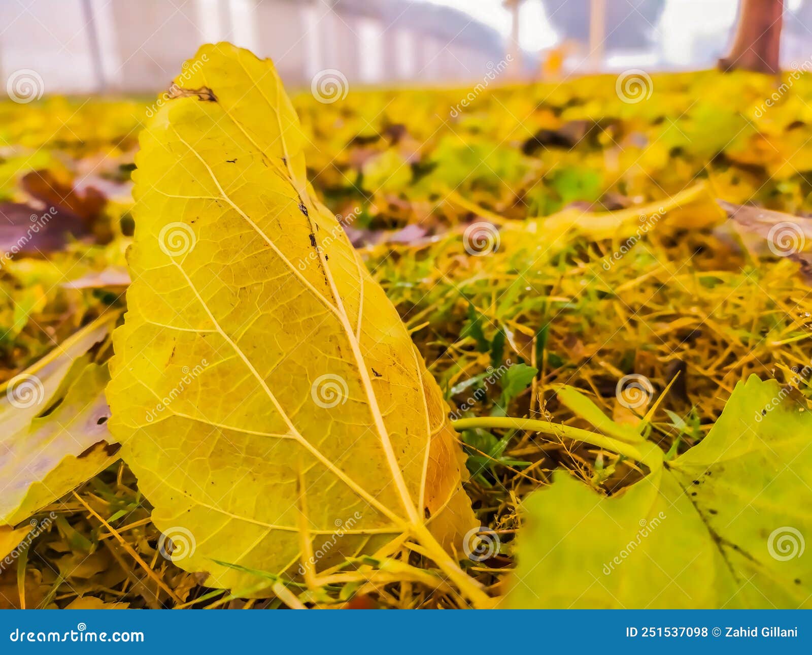 Small Yellow Leaf Fall Down in the Falling Season Stock Photo - Image ...