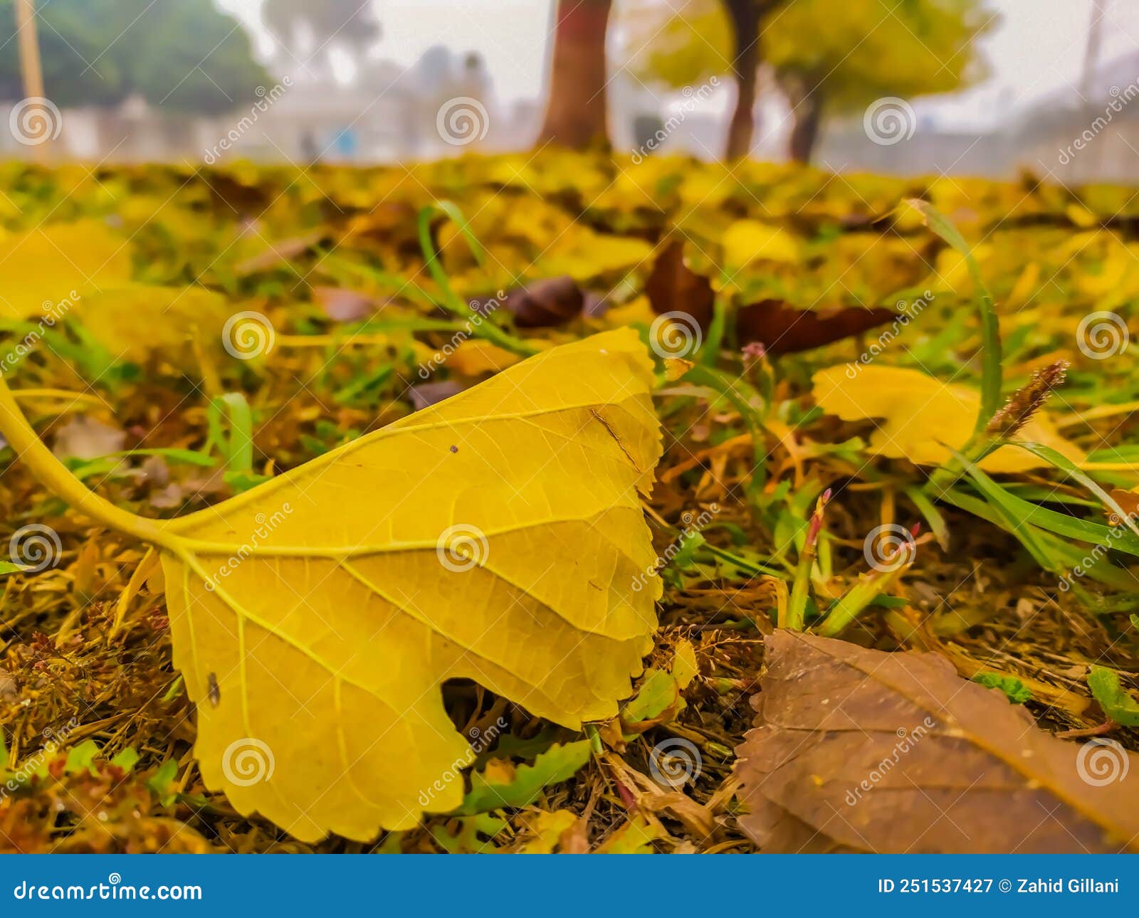 Small Yellow Leaf Fall Down in the Falling Season Stock Image - Image ...