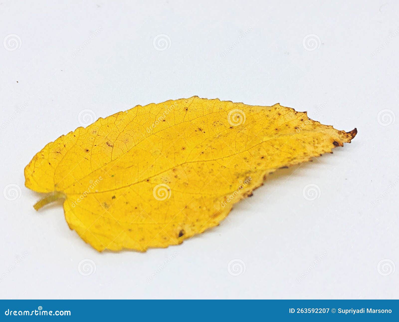 Small Yellow Leaves of the Tree Were Isolated Stock Image - Image of ...