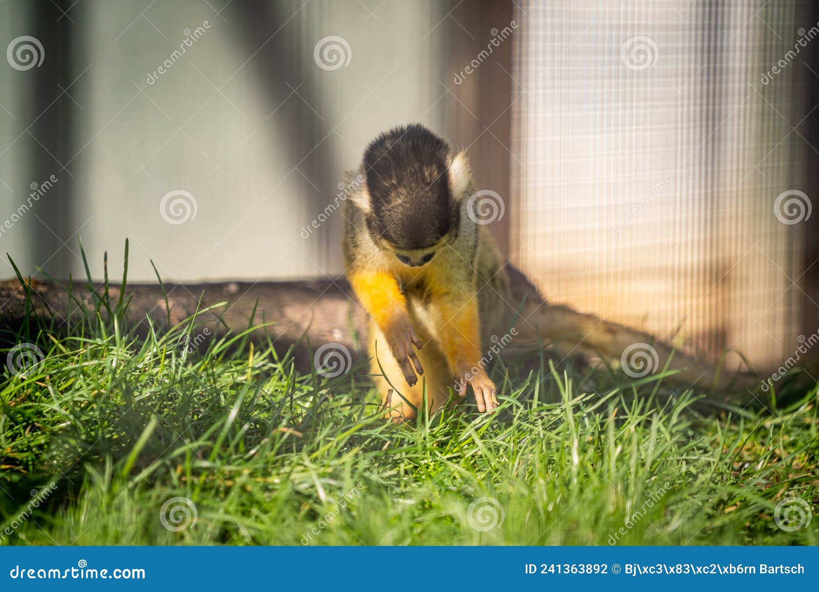 Cute monkey stock photo. Image of face, bone, line, destination - 241363892