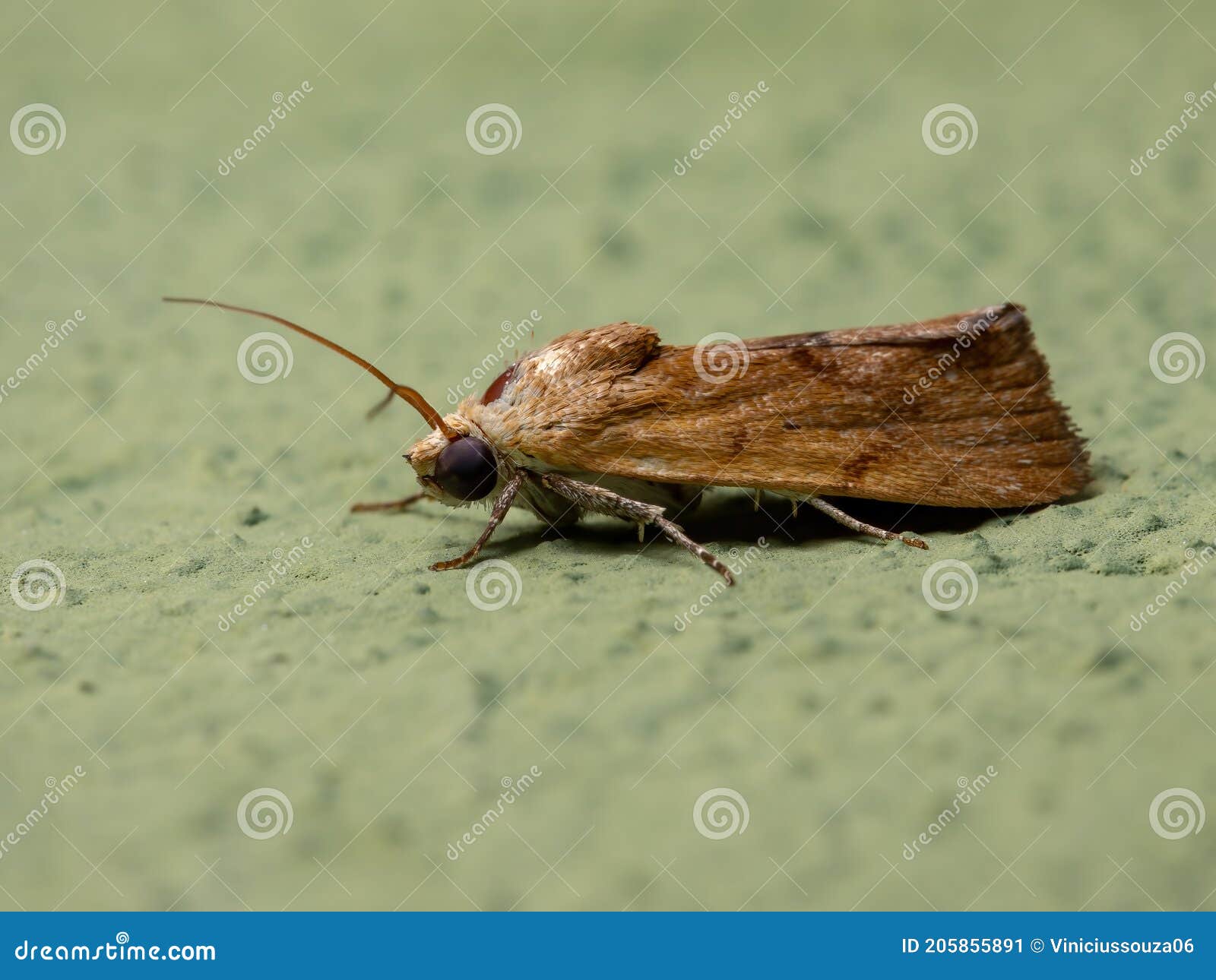 Small Yellow Moth stock image. Image of acontiini, small - 205855891