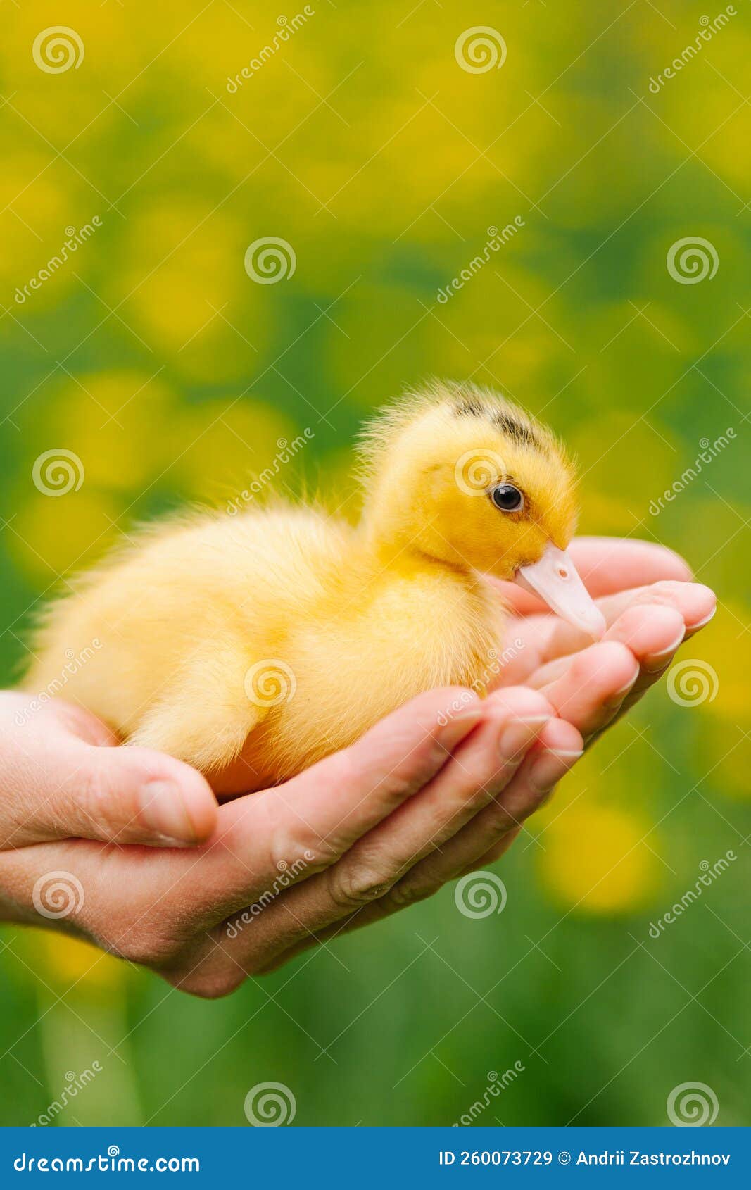 Small Yellow Mulard Duck in Hands, Close-up Stock Image - Image of bird ...