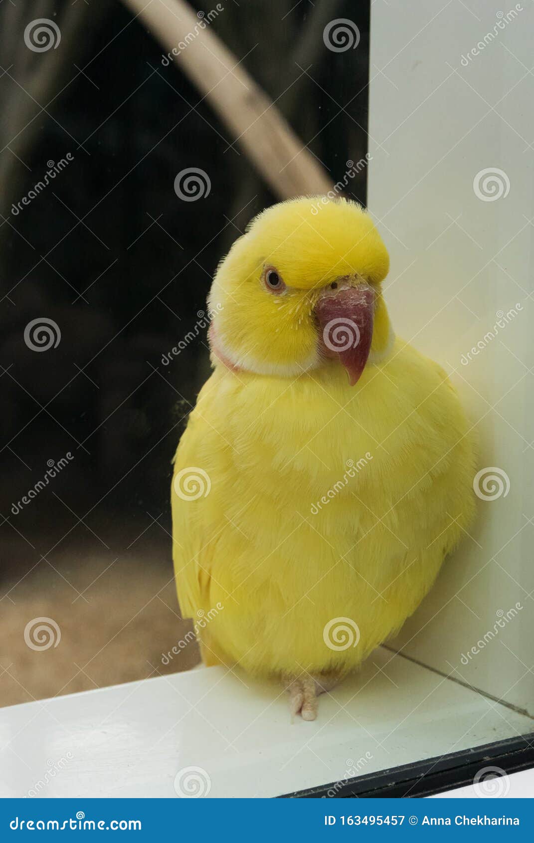 A Small Yellow Parrot Sits in Its Aviary in a Zoo Stock Image - Image ...