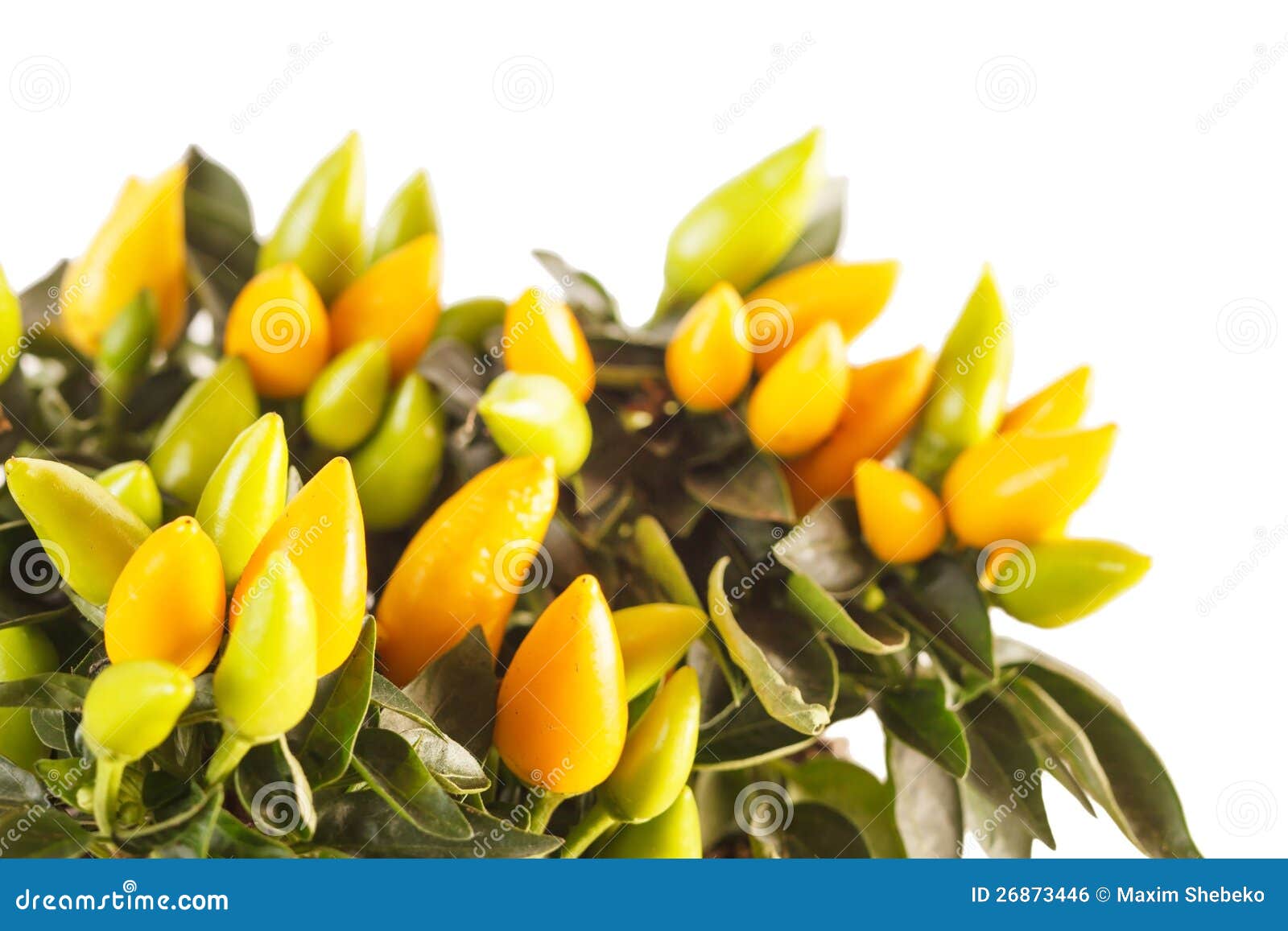 Small yellow peppers stock photo. Image of isolated, chilly - 26873446
