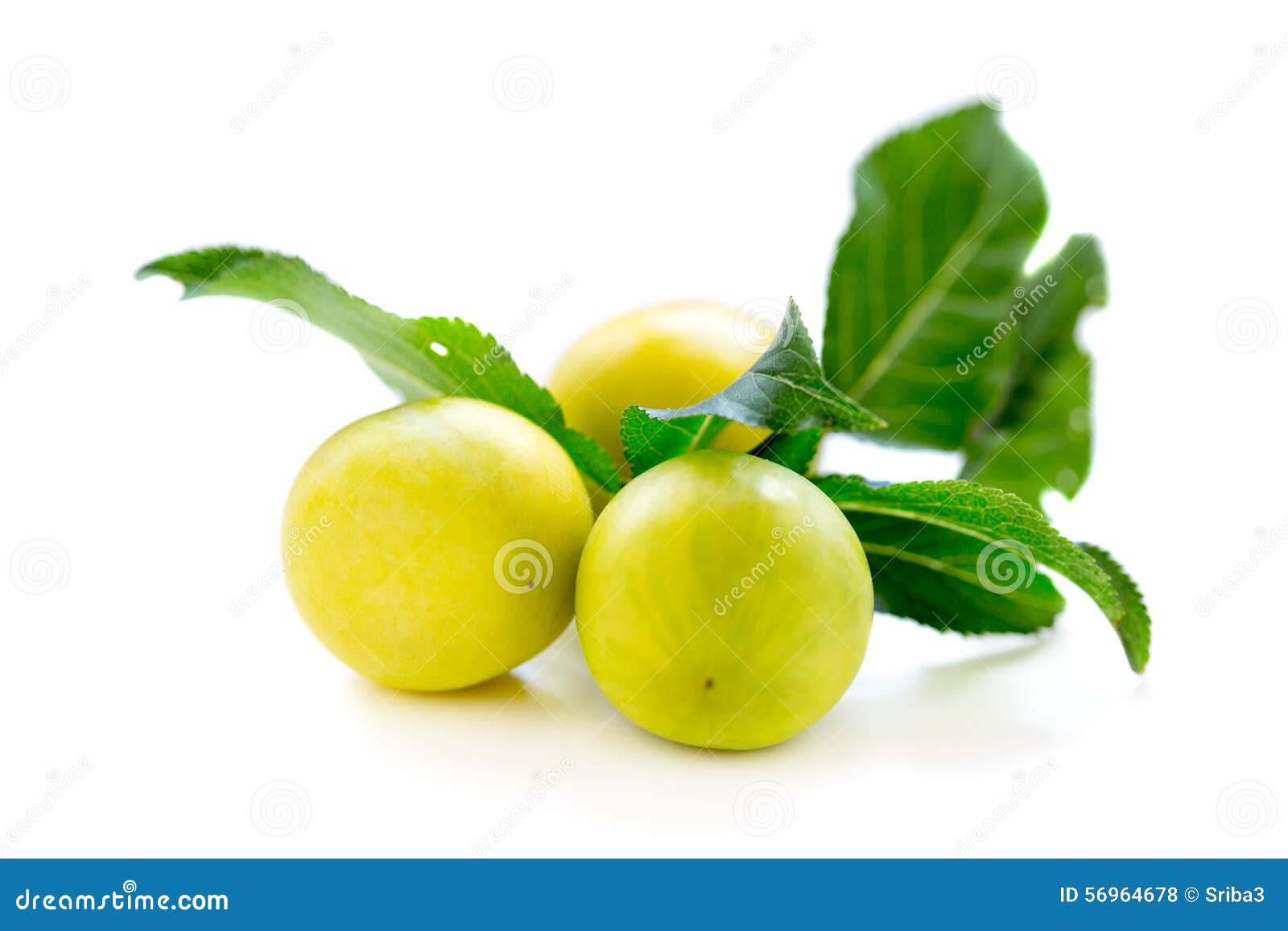 Small yellow plums. stock photo. Image of tasty, twig - 56964678