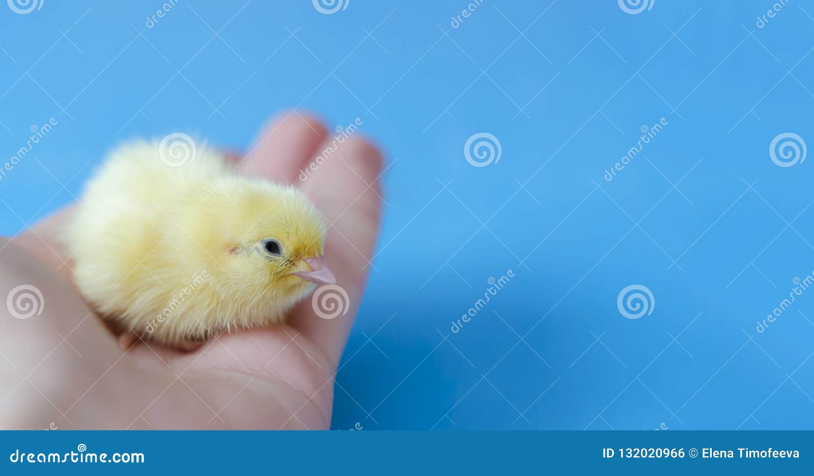 A Small Yellow Quail Chick in His Hand on a Blue Background. Cop Stock ...