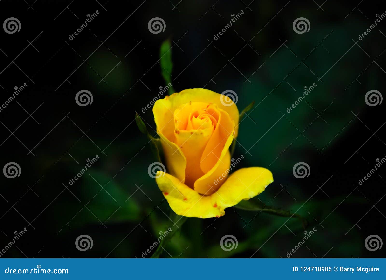 Small Yellow Rose in Bloom stock image. Image of delicate - 124718985