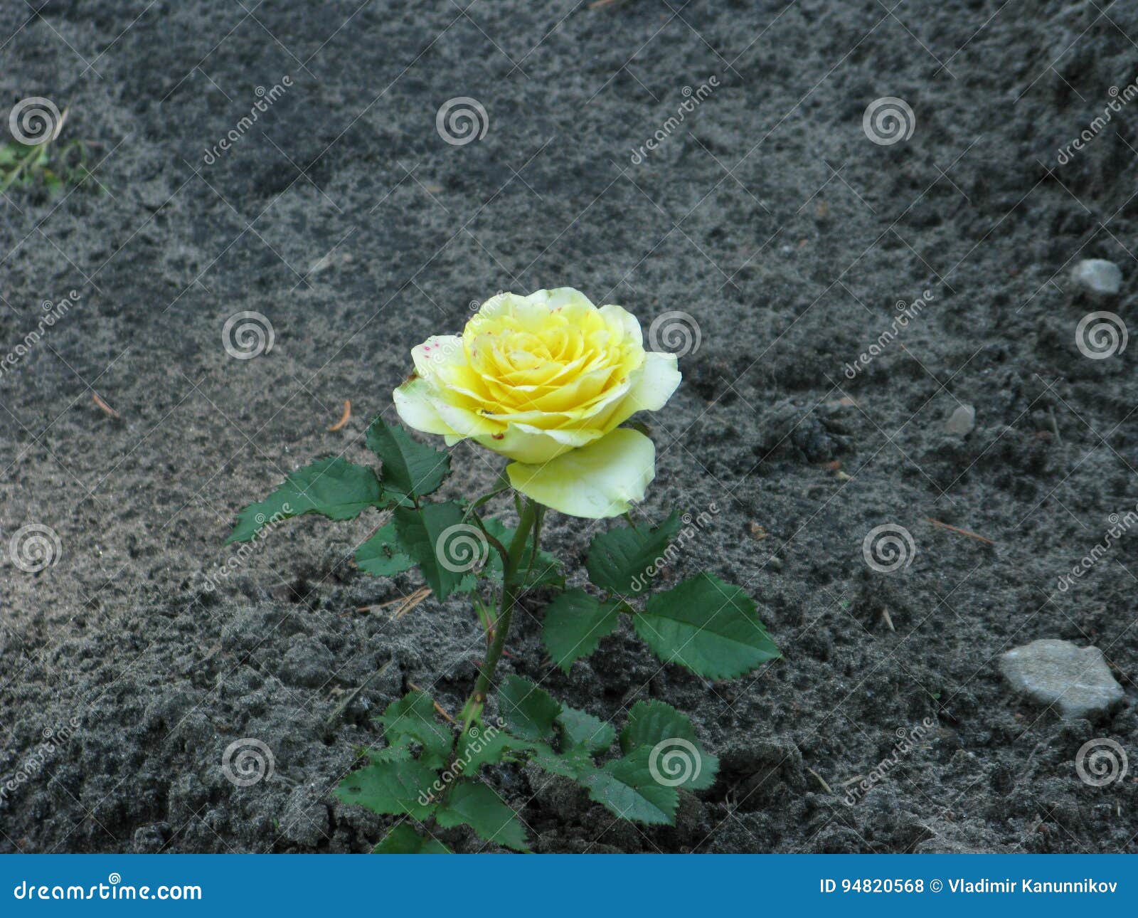 Small yellow rose stock photo. Image of yellow, flowers - 94820568