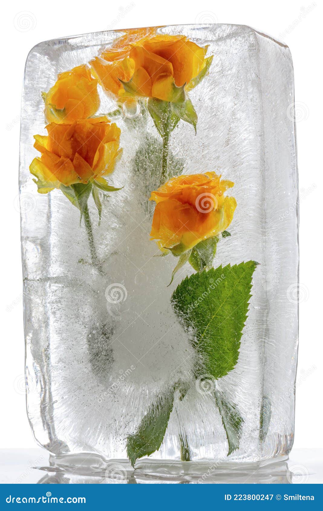 Small yellow roses in ice stock image. Image of romance - 223800247