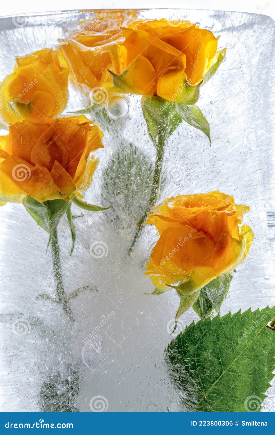 Small yellow roses in ice stock photo. Image of abstract - 223800306