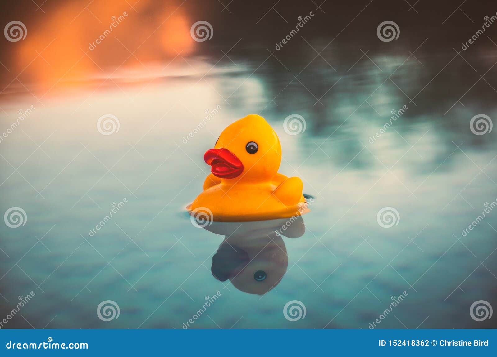 Small Yellow Rubber Duck Floating on an Infinity Pool at Sunset with ...