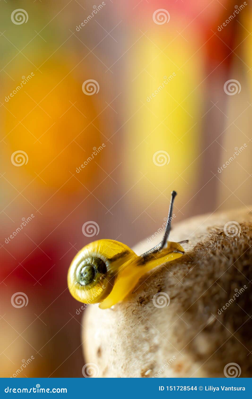 A Small Yellow Snail on the Autumn Leaf. Macro Stock Photo - Image of ...