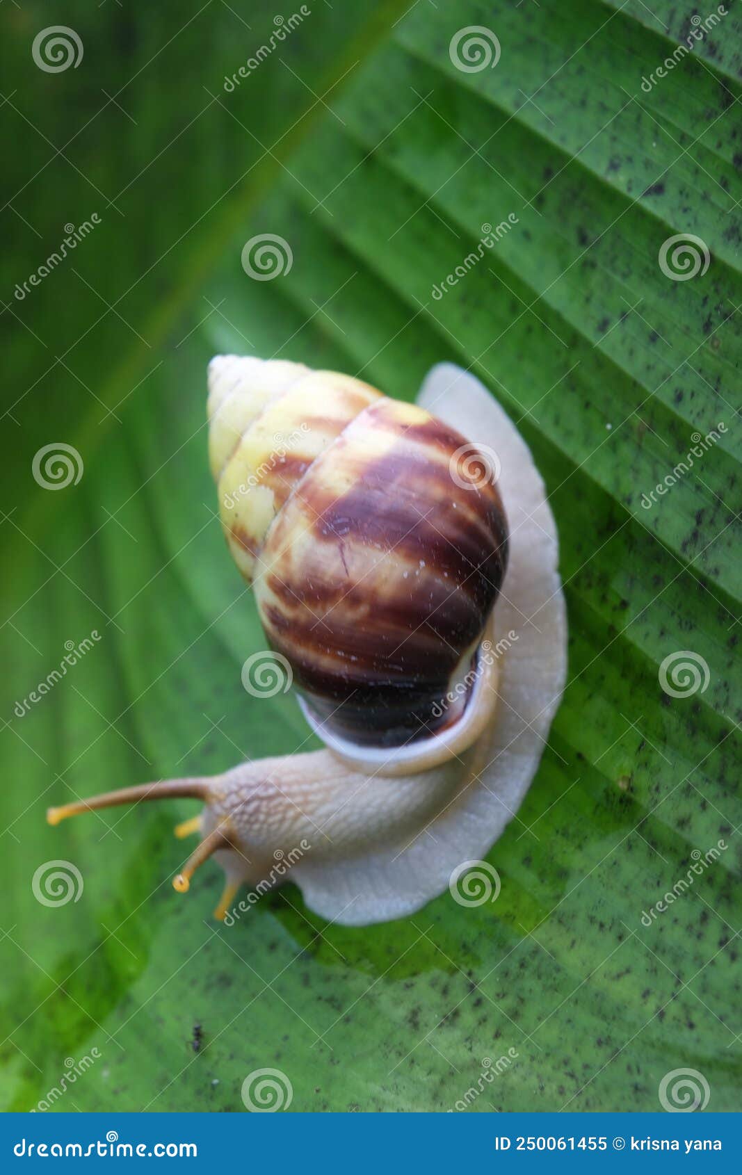 Small Yellow Snail on a Banana Leaf Stock Image - Image of banana, leaf ...