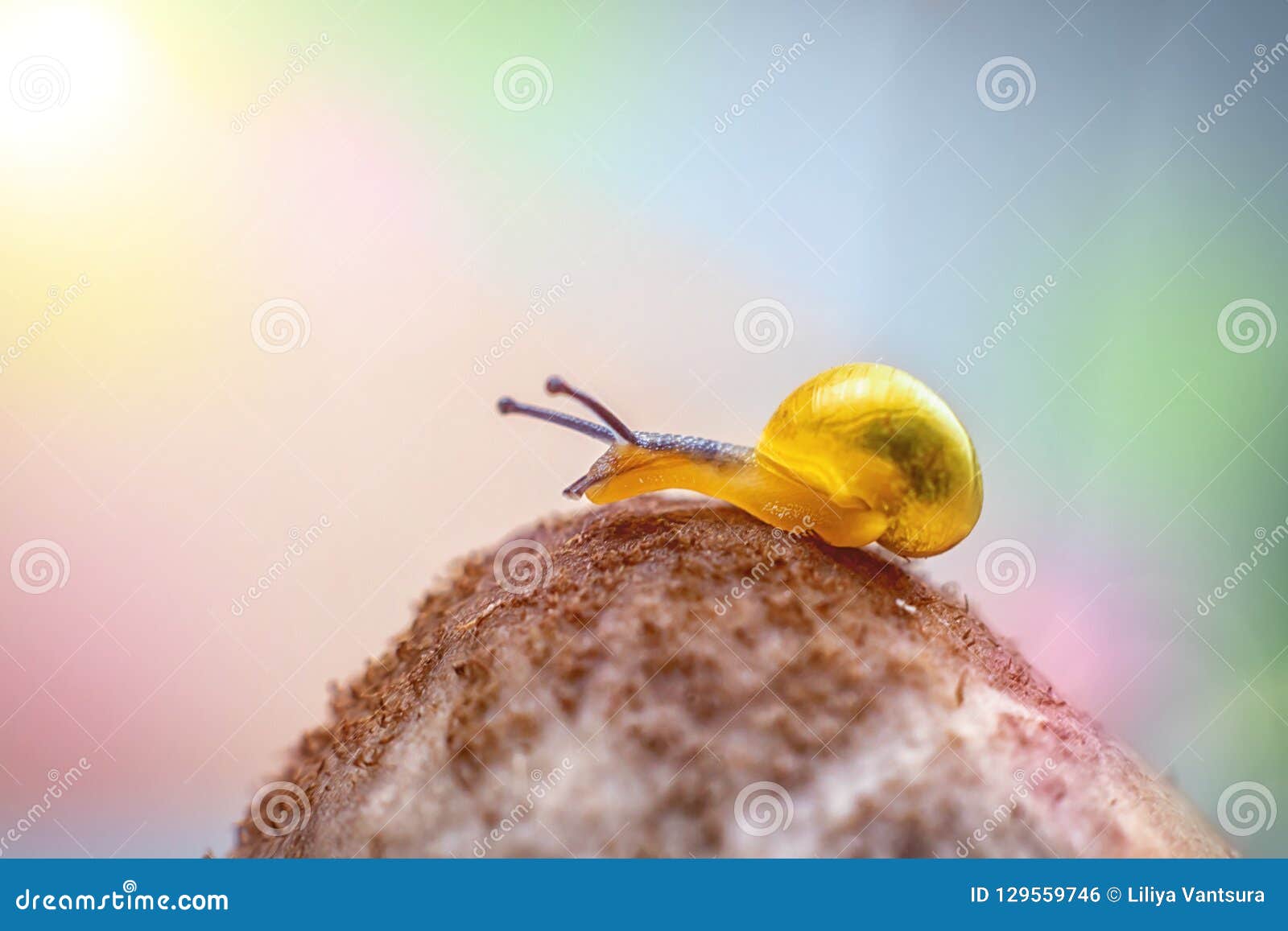 A Small Yellow Snail on a Mushroom. Macro Stock Photo - Image of damp ...